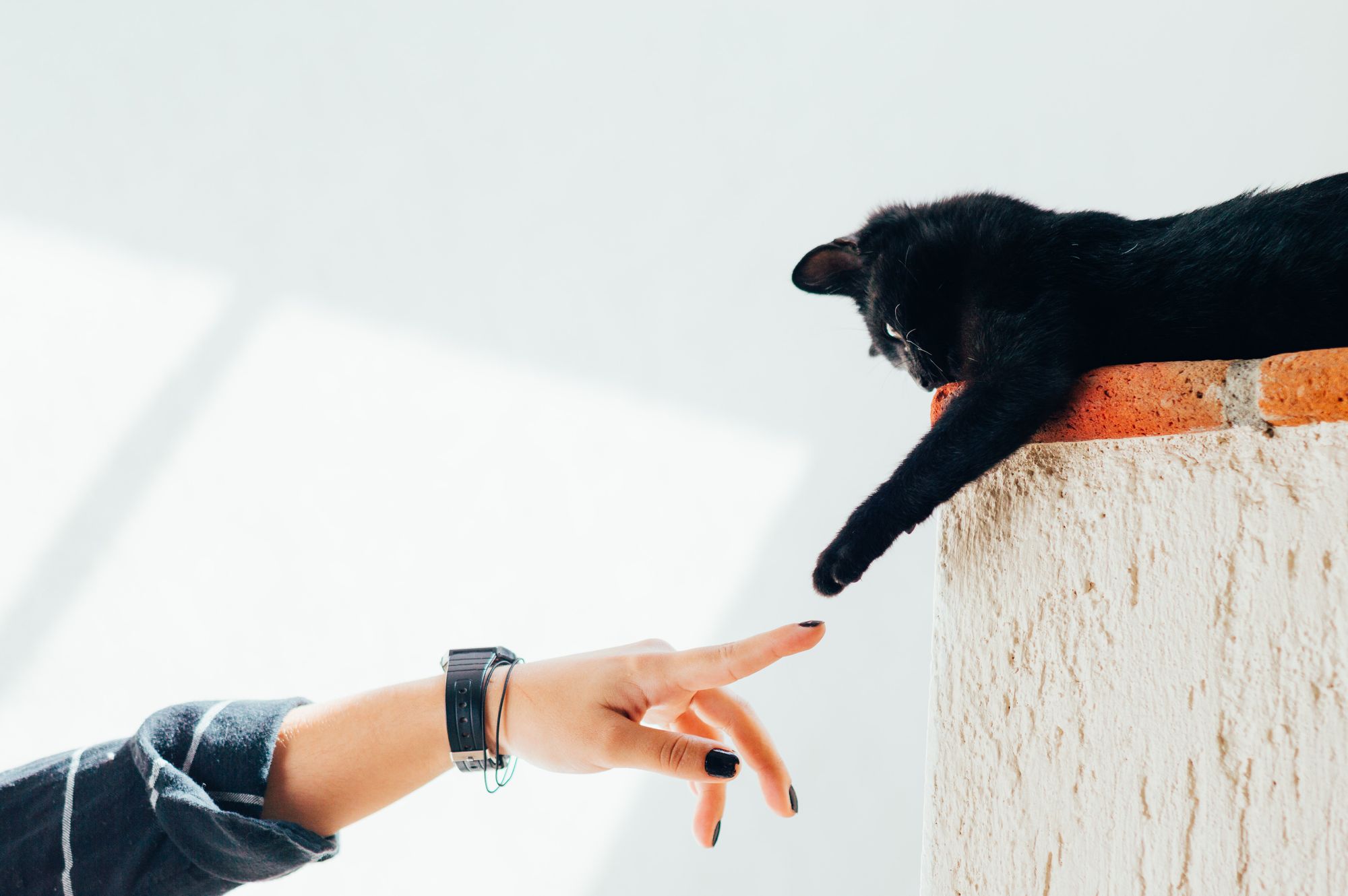 How To Train A Cat To Use A Scratching Post | Petcademy Blog