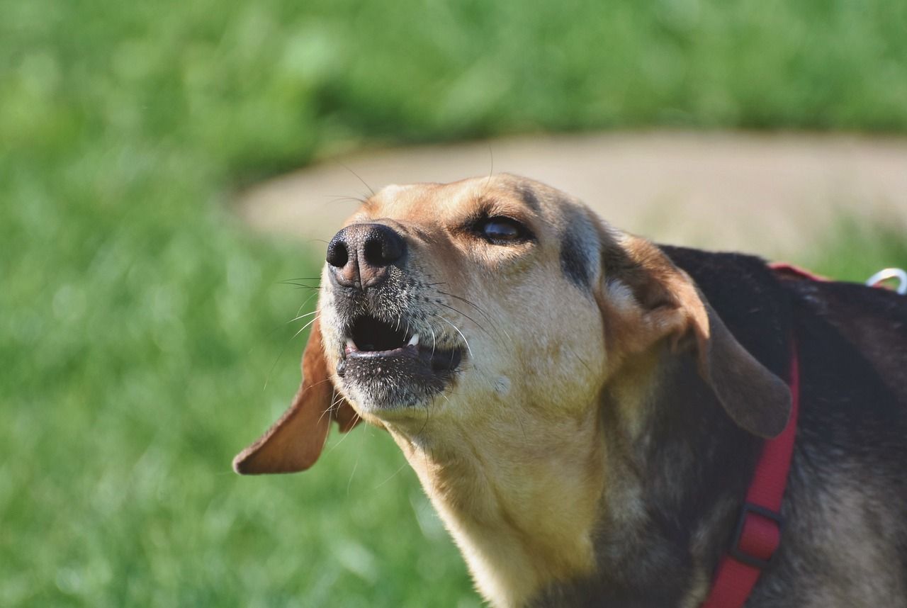 Understanding Why Dogs Bark | Petcademy Blog